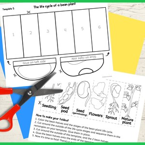 Plants Life Cycles Foldable Science Activities | Apple Pumpkin ...