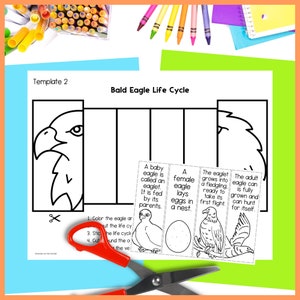 The Life Cycle of a Bald Eagle Foldable Sequencing Activity and Body ...