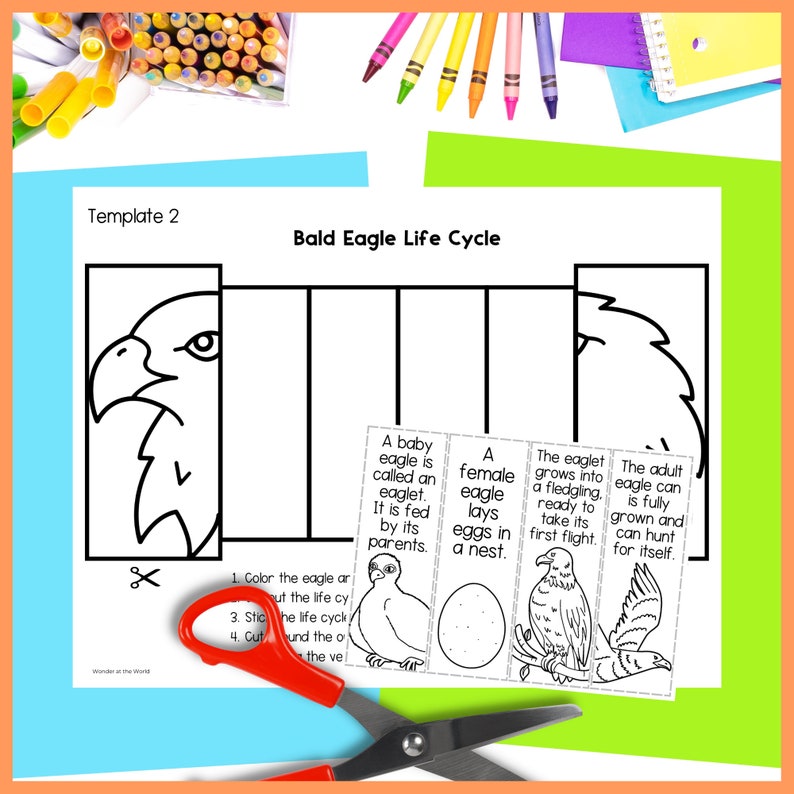 The Life Cycle of a Bald Eagle Foldable Sequencing Activity and Body ...