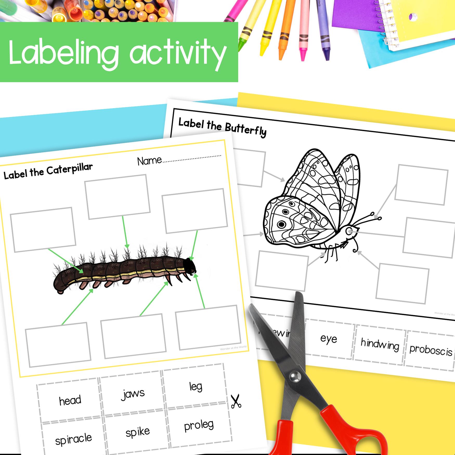 Painted Lady Butterfly & Caterpillar Printables Life Cycle, Observation ...