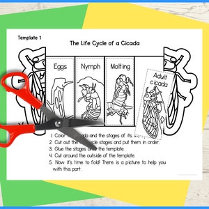 Life Cycle of a Cicada Foldable Sequencing Science Activity for Kids ...