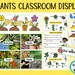 Plants Science Display for Classroom | Bulletin Board Display | Plant ...