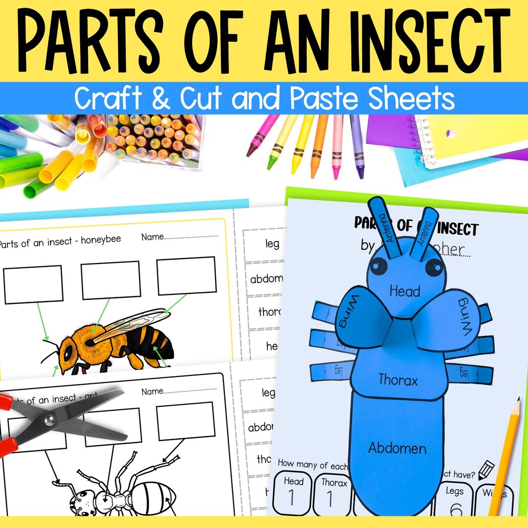Body Parts of an Insect Craft and Bug Sort Cut and Paste Activities ...