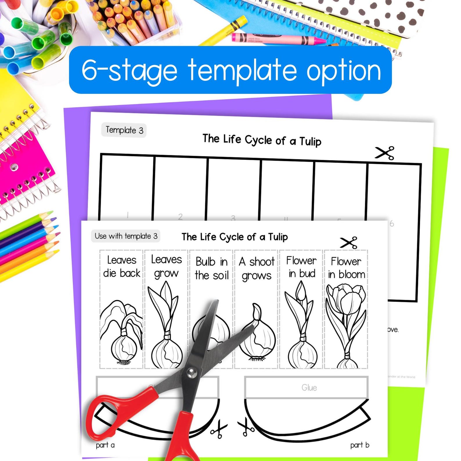 Life Cycle of a Tulip Plant Sequence and Fold Activity | Science Craft ...