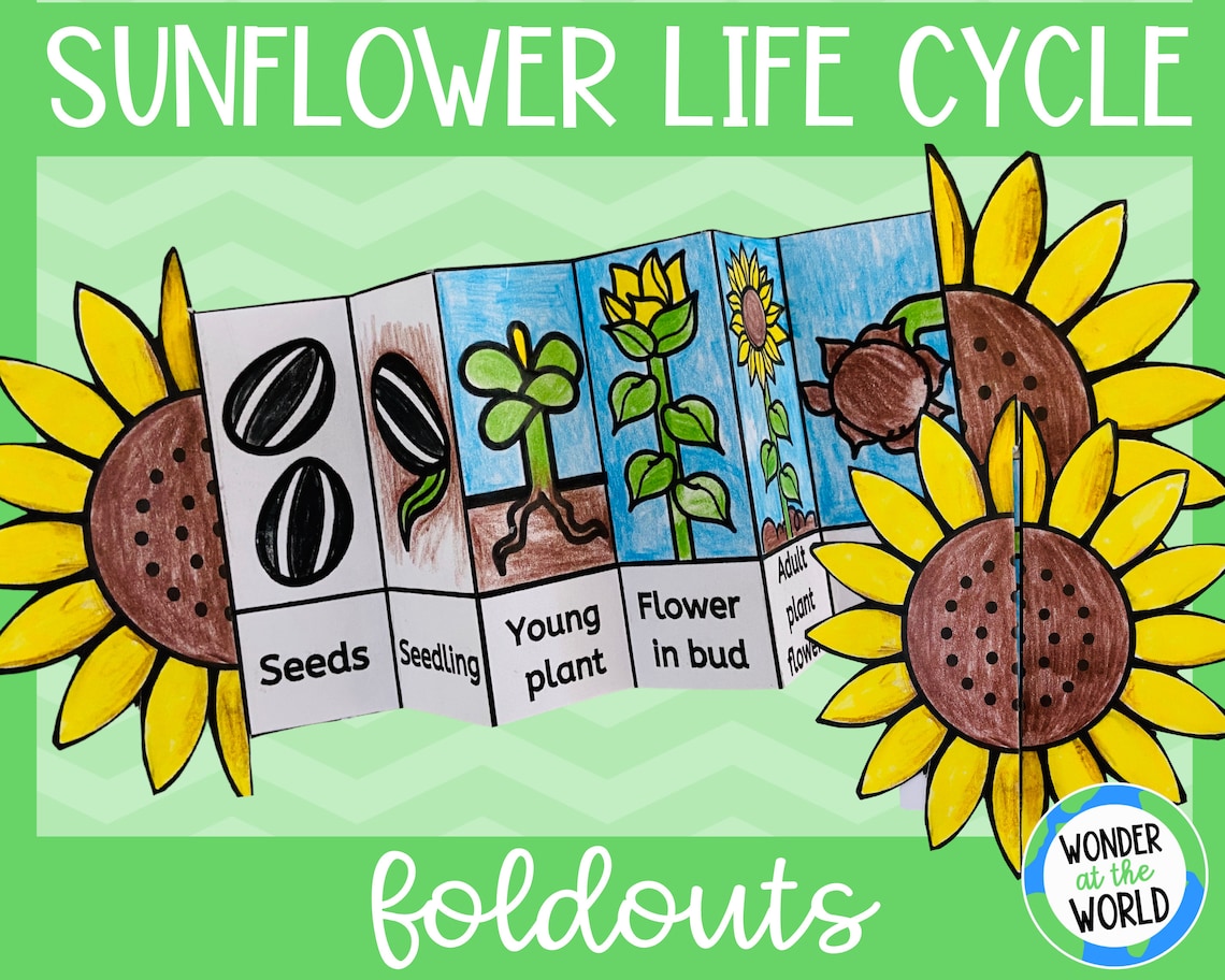 Life Cycle of a Sunflower Foldable Kids' Craft A4 and - Etsy