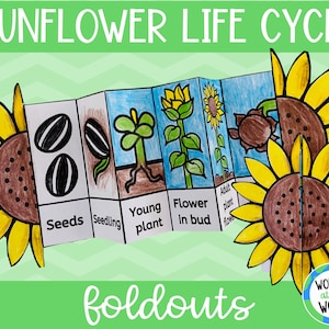 Life Cycle of a Sunflower Foldable Kids' Craft A4 and - Etsy