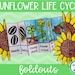 Life Cycle of a Sunflower Foldable Kids' Craft A4 and | Etsy UK