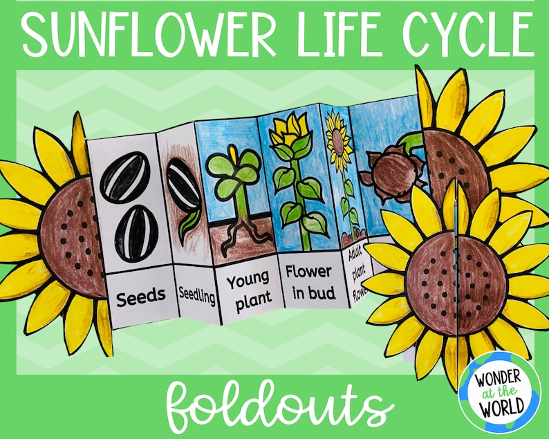 Life Cycle of a Sunflower Foldable Kids' Craft A4 and - Etsy