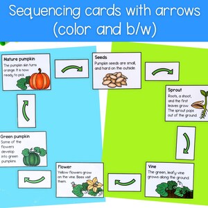 Life Cycle of a Pumpkin and How to Make a Jack O'lantern Foldout ...
