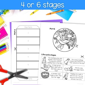 American Robin Bird Life Cycle Foldable Sequencing Activity Spring Cut ...