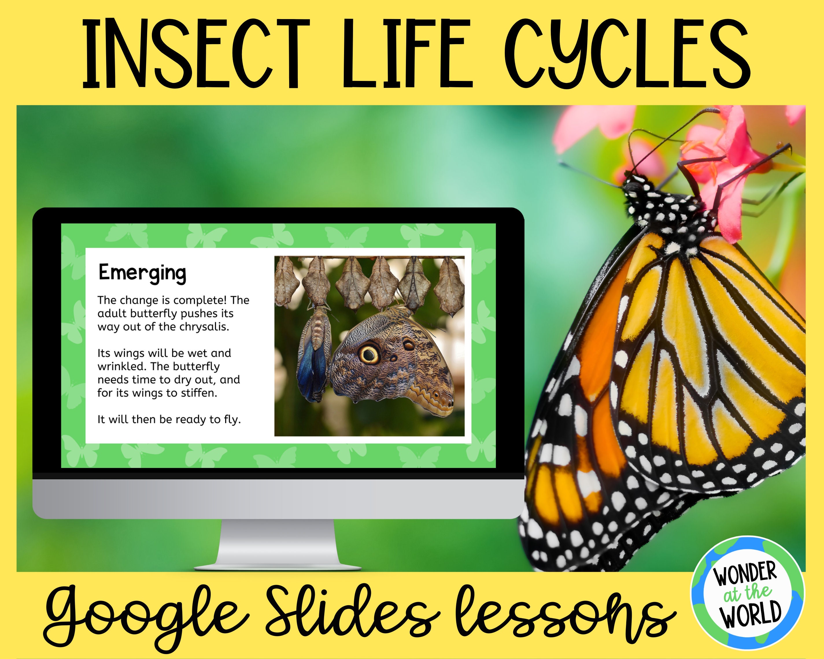 Insect Life Cycles Google Slides Presentation Lessons for Butterfly ...