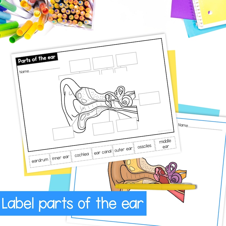 How the Human Ear Works Parts of the Ear Foldable Sequencing Activity ...