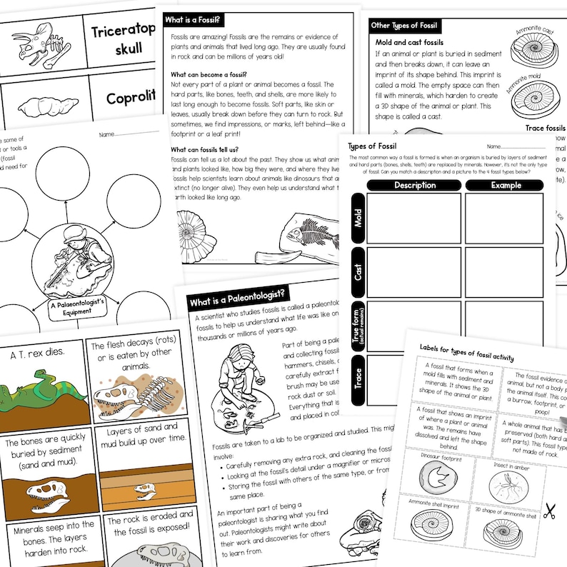 Fossils Printable Activities Worksheets Lesson for Third Fourth Grade ...