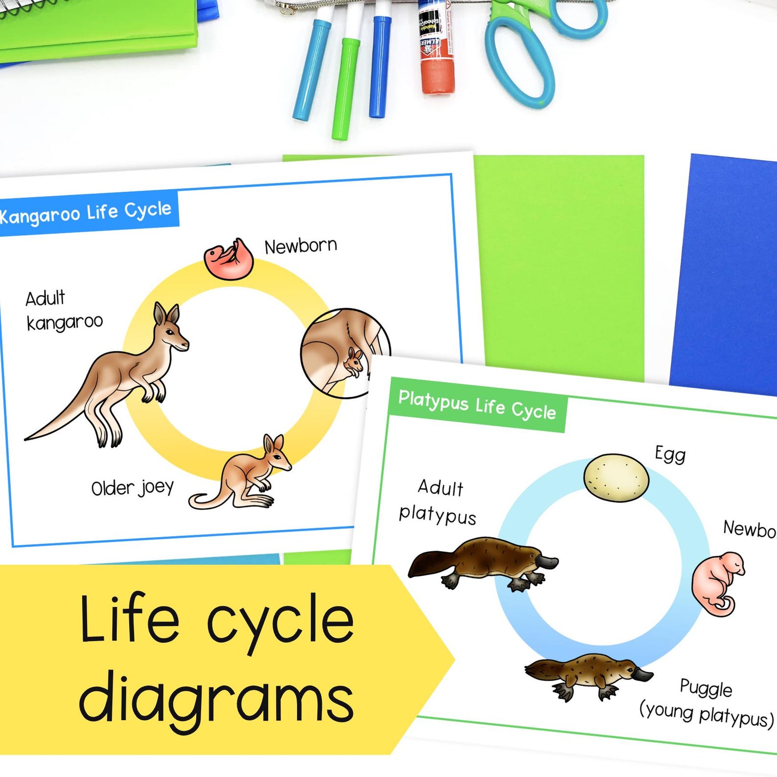 Australian Animals Mammals Life Cycle Foldout Science Learning ...
