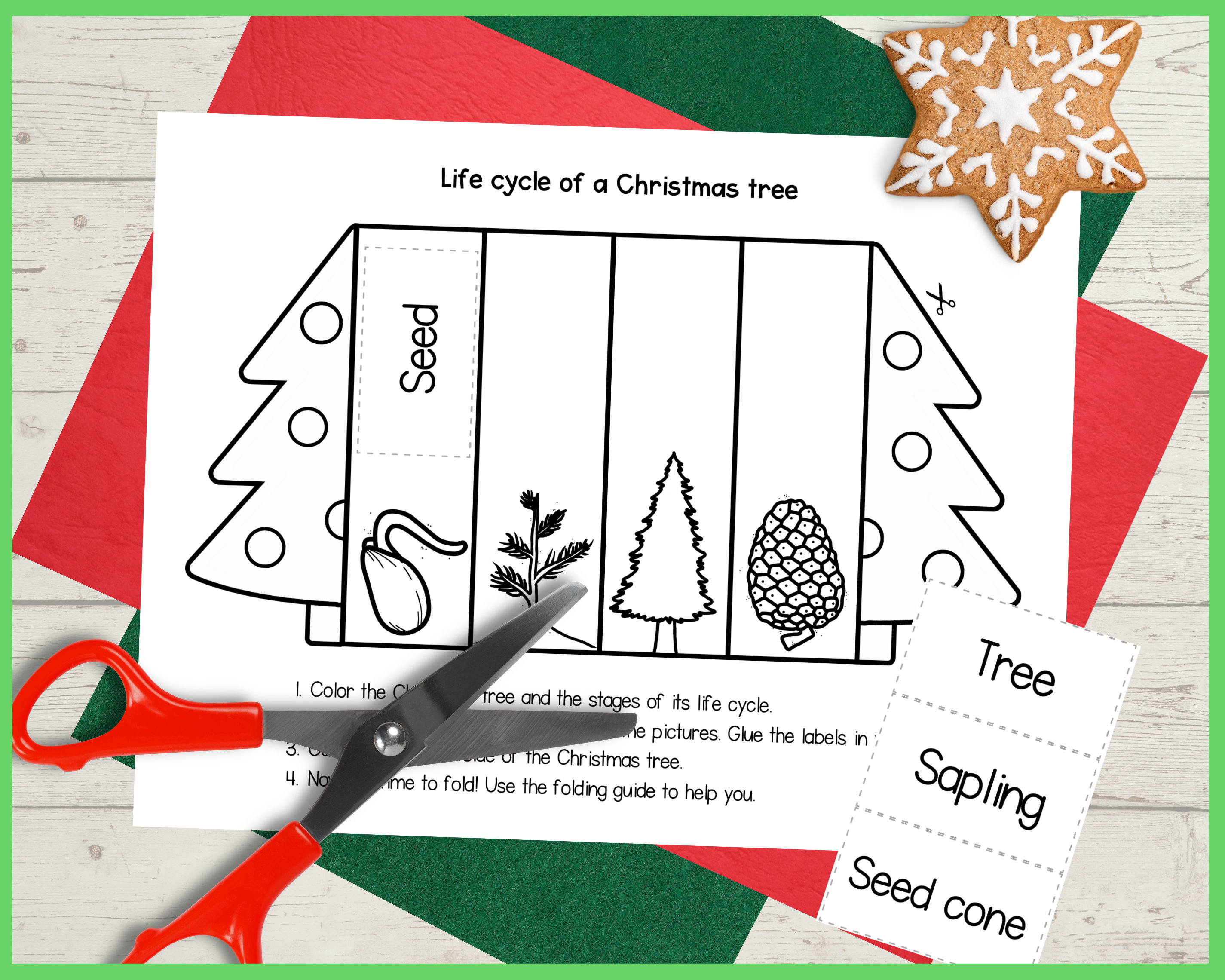 Life Cycle of a Christmas Tree Foldable Kids' Craft A4 - Etsy UK