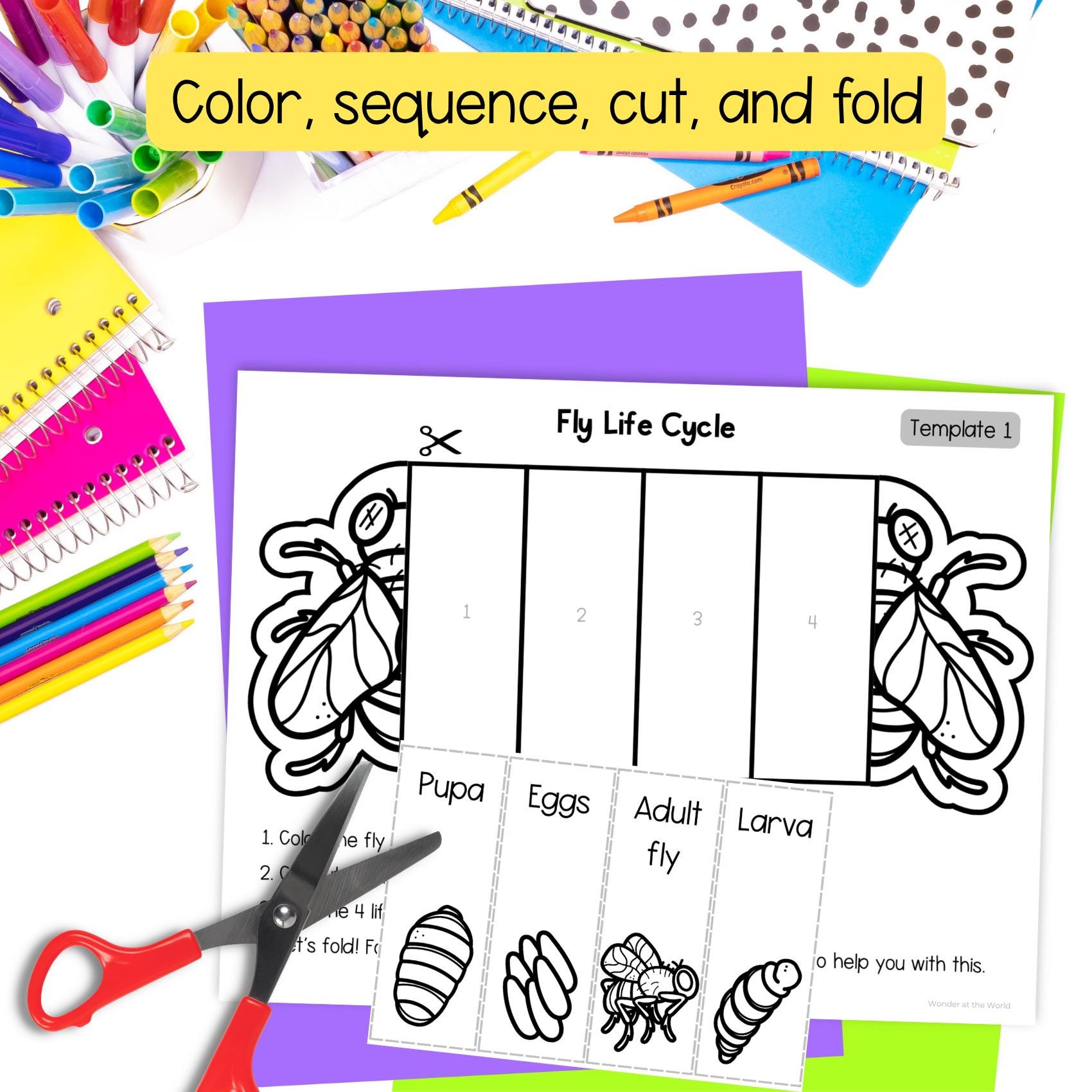 Life Cycle of a Fly Insect Sequencing Activity Cut and Paste Science ...