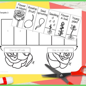 Life Cycle of a Rose Plant Fold and Sequence Craft Activity | Valentine ...