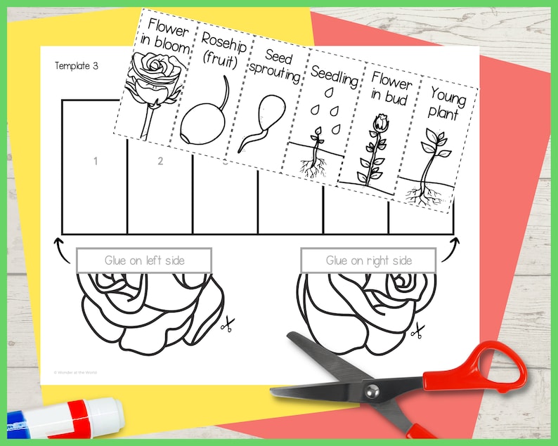 Life Cycle of a Rose Plant Fold and Sequence Craft Activity | Valentine ...