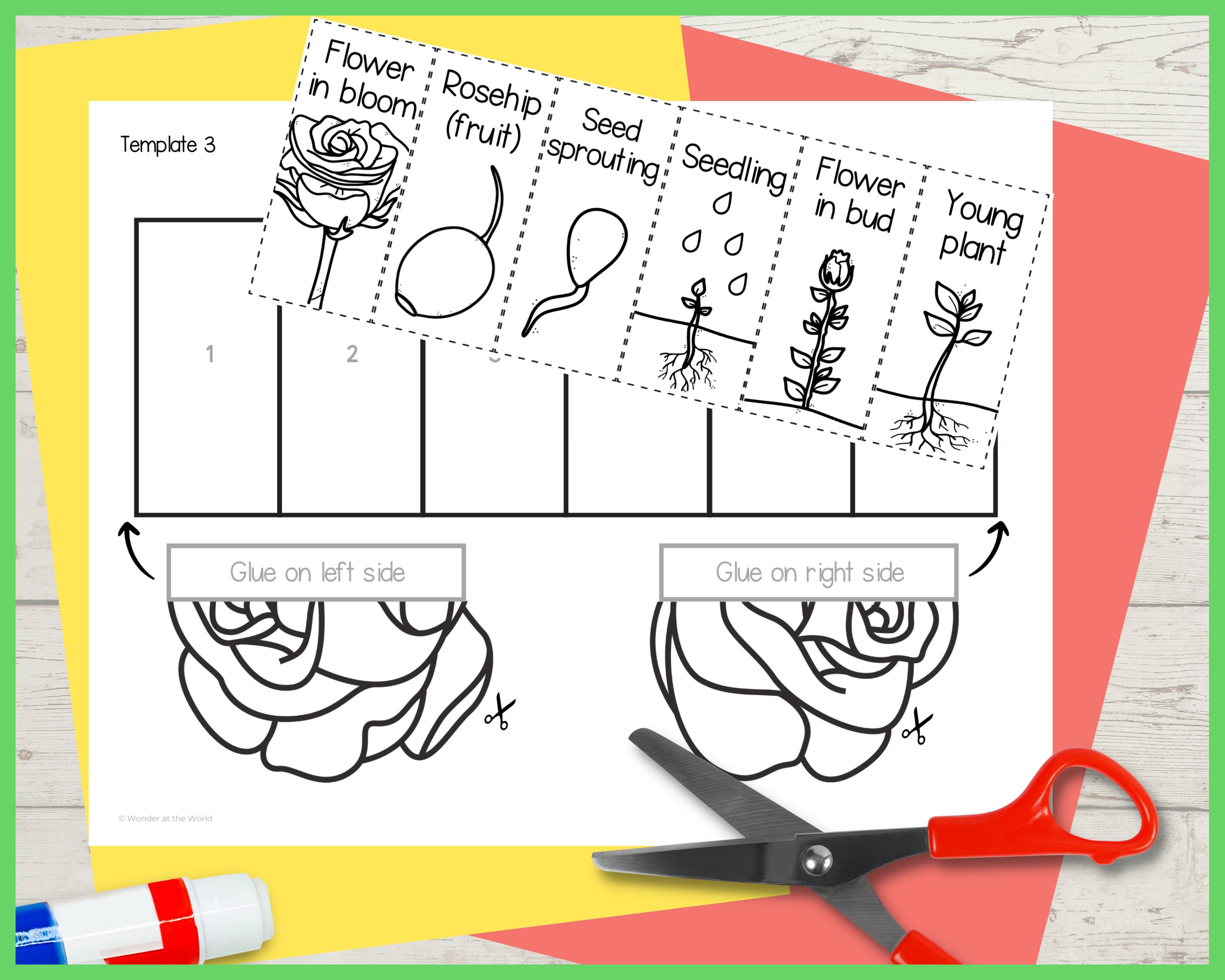 Life Cycle of a Rose Plant Fold and Sequence Craft Activity | Valentine ...