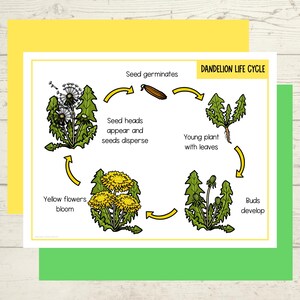 Life Cycle of a Dandelion Flower Plant Foldable Sequencing Activity ...