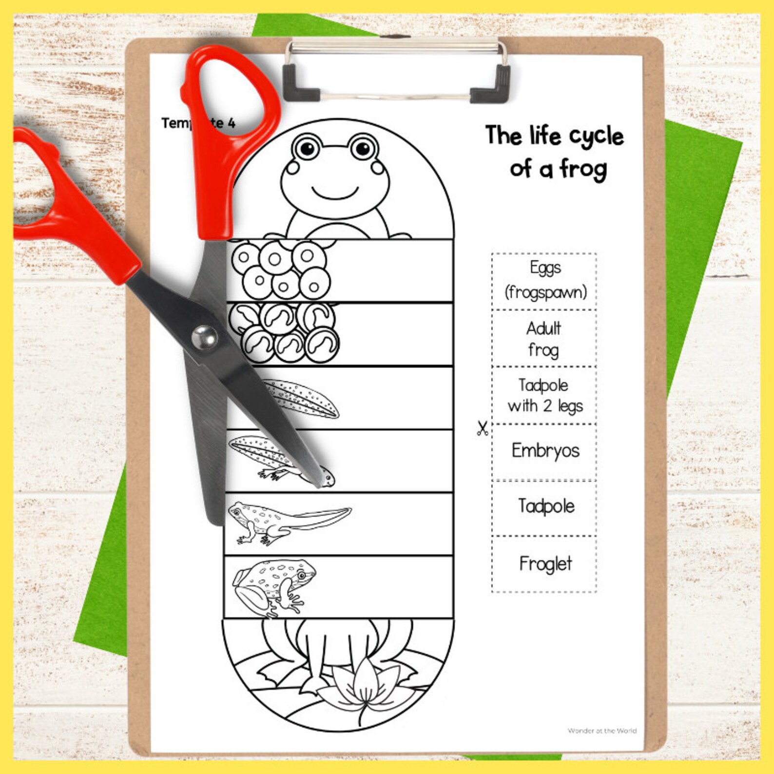 Life Cycle of a Frog Foldable Kids' Craft A4 and 11x8.5 Inch Printables ...