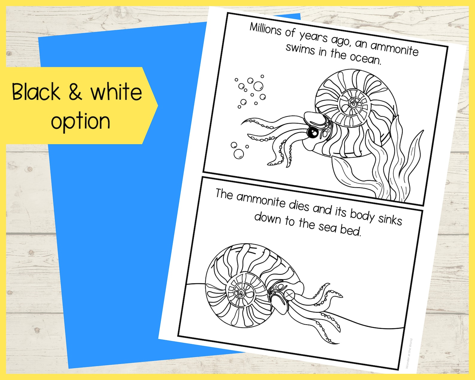 How a Fossil is Formed Printable Sequencing Activity for Kids | A4 and ...