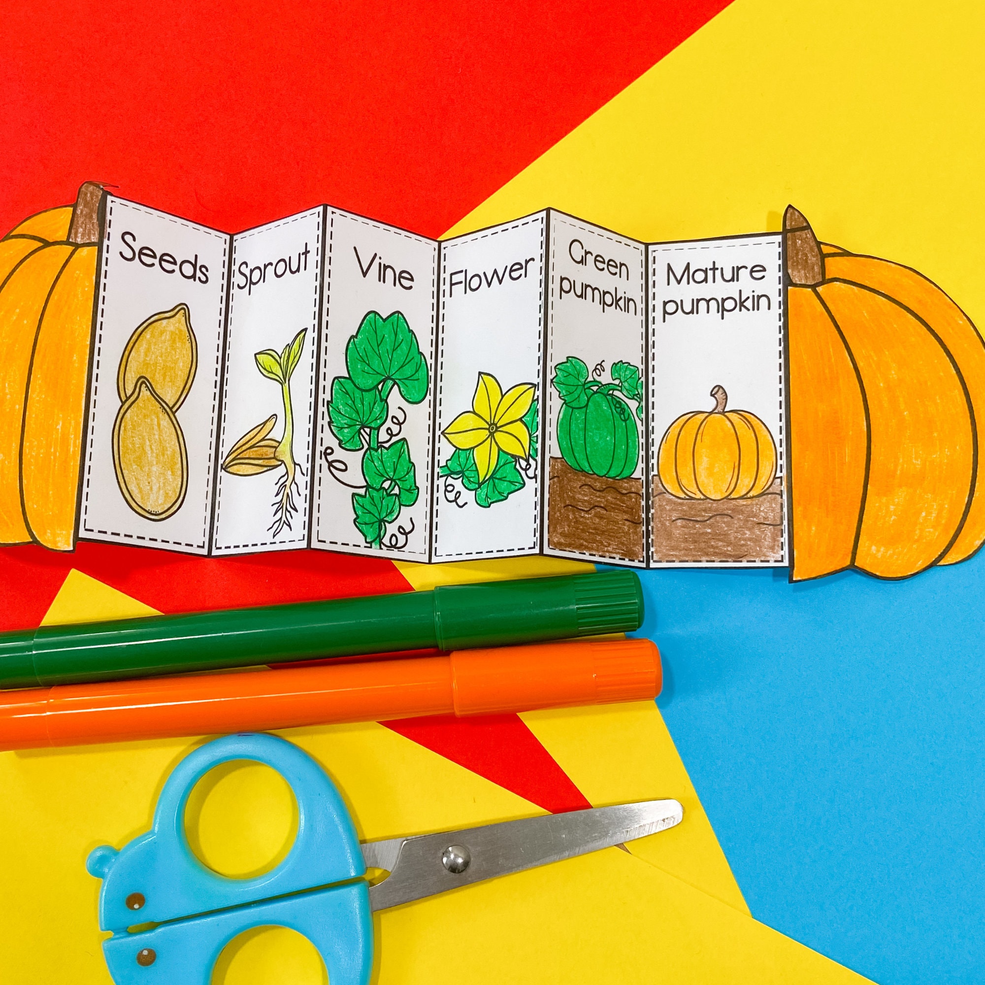 Life Cycle of a Pumpkin Foldable Activity for Kids | A4 and 11x8.5 Inch ...