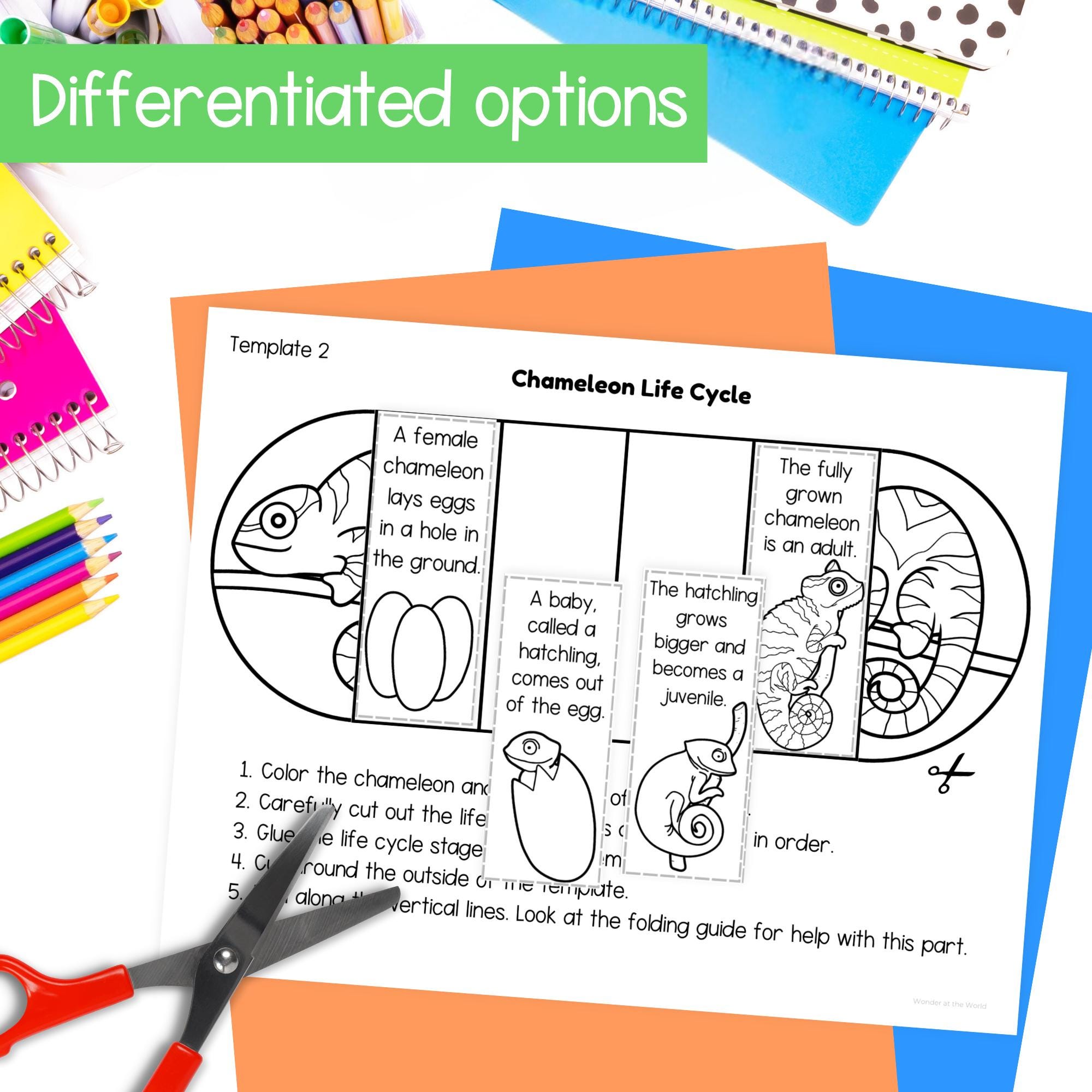 Life Cycle of a Chameleon Lizard Foldable Sequencing Activity Cut and ...