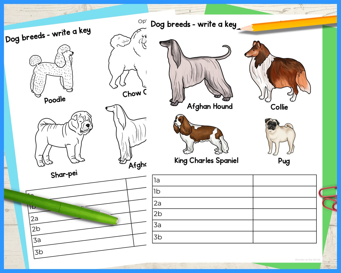 Dichotomous Keys Activities Worksheets for Elementary or Primary ...