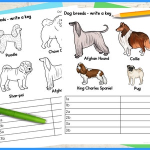 Dichotomous Keys Activities Worksheets for Elementary or Primary ...