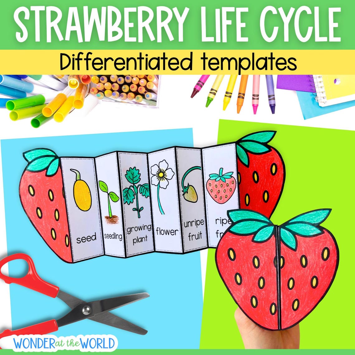 Life Cycle of a Strawberry Plant Printable Learning Activity Sequence ...