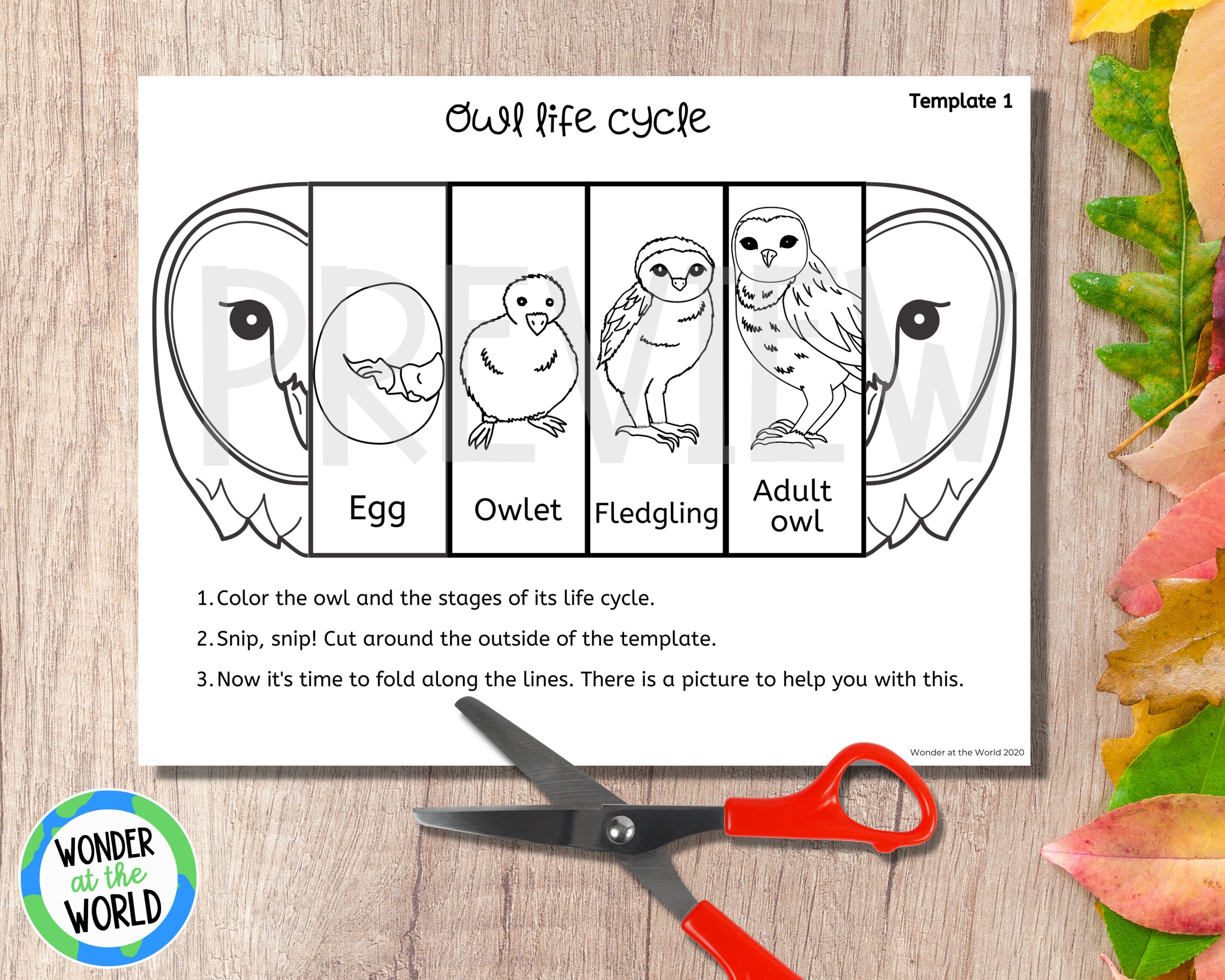 Life Cycle of an Owl Foldable Kids' Craft A4 and 11x8.5 - Etsy Canada