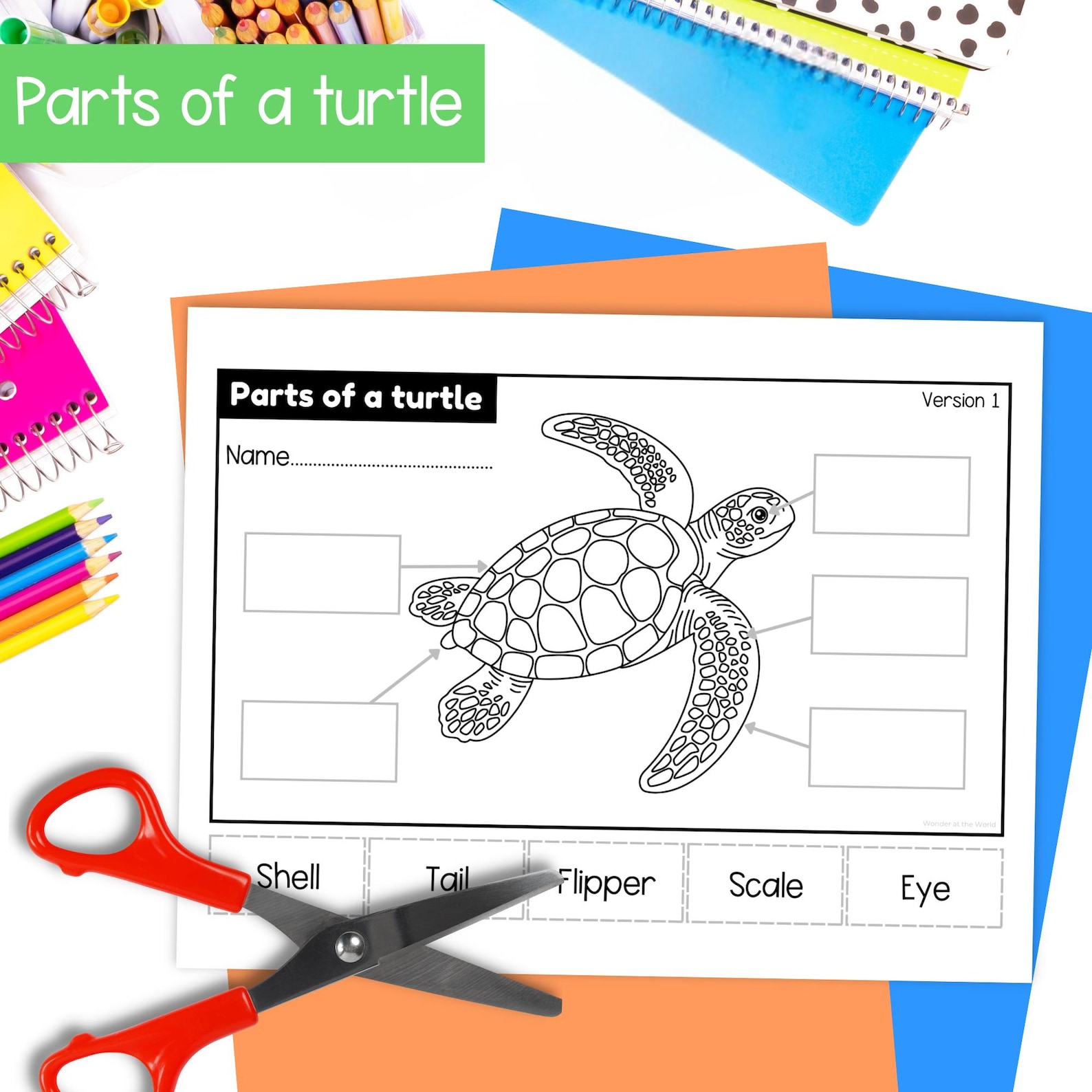 Life Cycle of a Sea Turtle Fold and Sequence Science Craft Activity for ...
