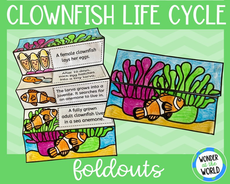 Life Cycle of a Clownfish Foldable Kids' Craft A4 and - Etsy