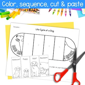 Life Cycle of a Dog Mammal Sequence and Fold Science Craft Activity ...