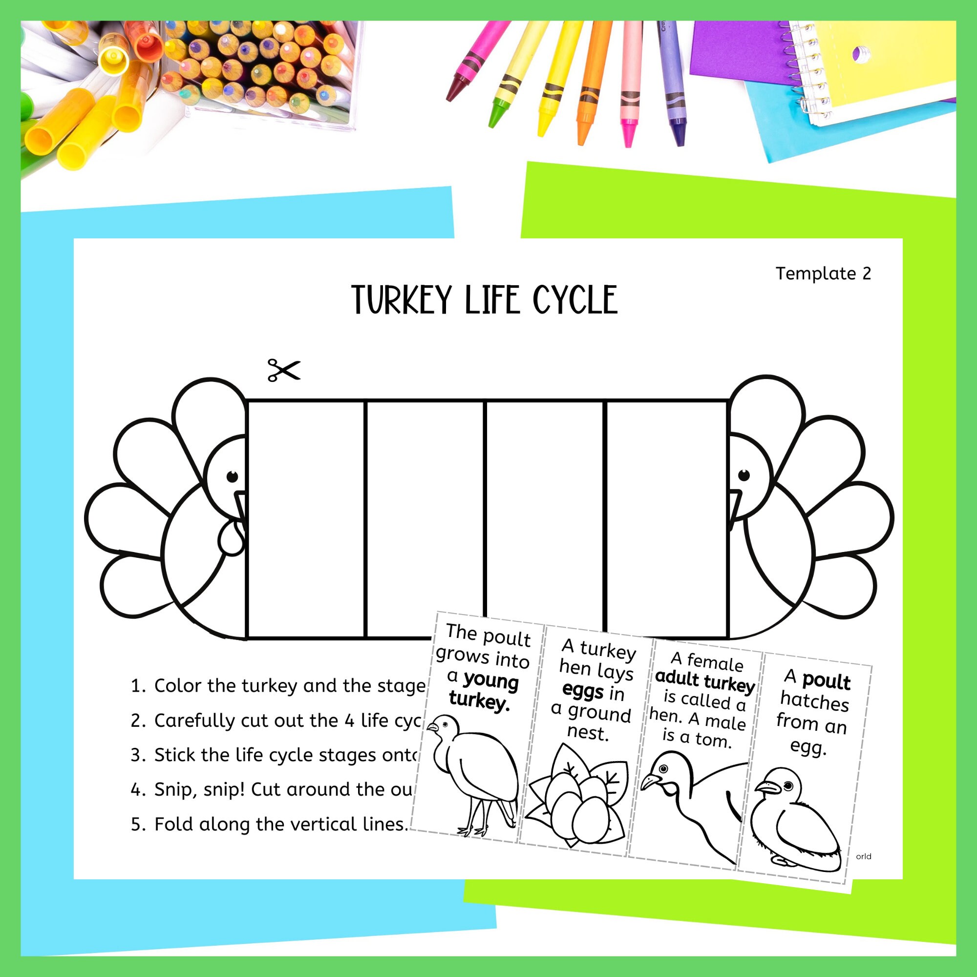 Life Cycle of a Turkey Foldable Kids' Craft 11x8.5 Inch - Etsy UK