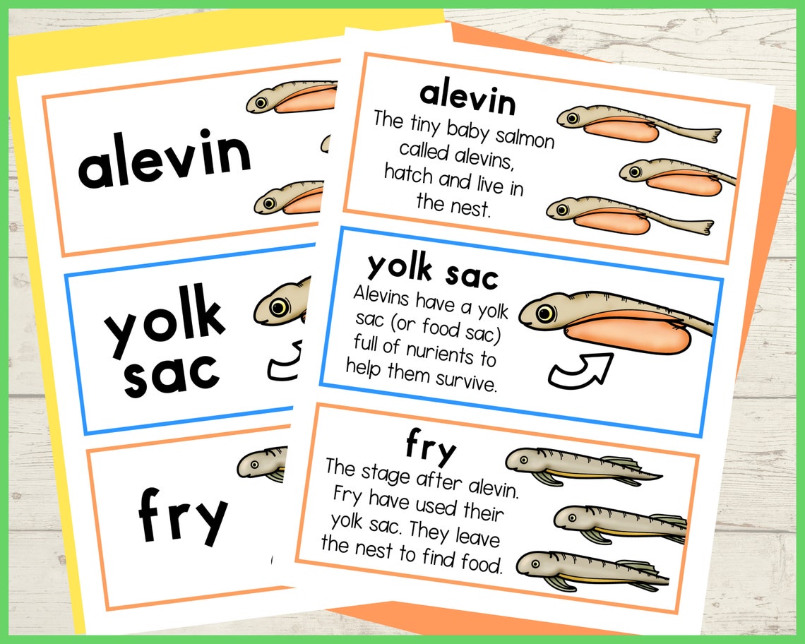 Life Cycle of a Salmon Fish Foldable Science Activity and Vocabulary ...