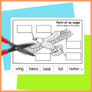 The Life Cycle of a Bald Eagle Foldable Sequencing Activity and Body ...