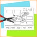 The Life Cycle of a Bald Eagle Foldable Sequencing Activity and Body ...