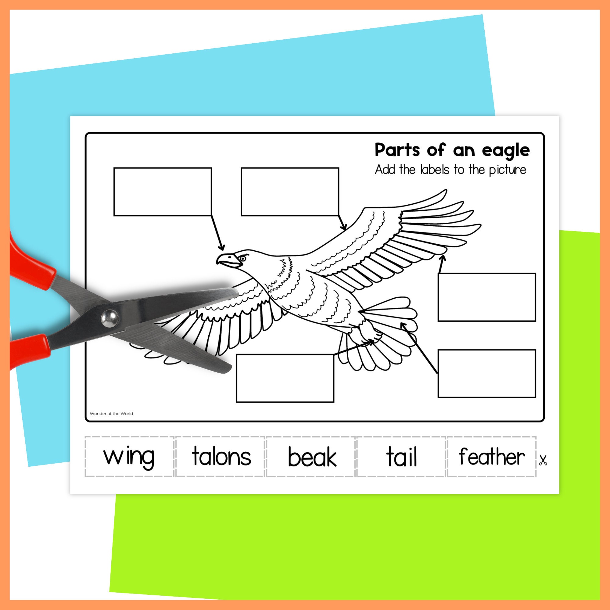 The Life Cycle of a Bald Eagle Foldable Sequencing Activity and Body ...