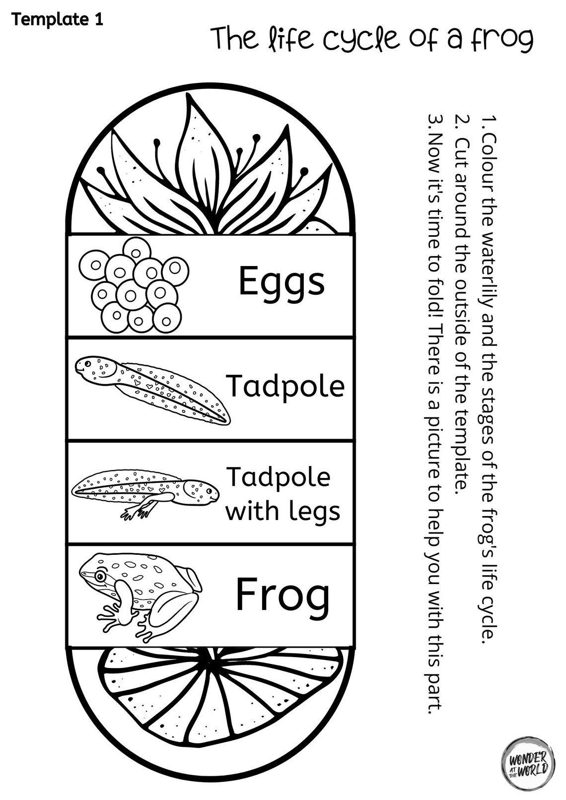 Life Cycle of a Frog Foldable Kids' Craft A4 and 11x8.5 | Etsy UK