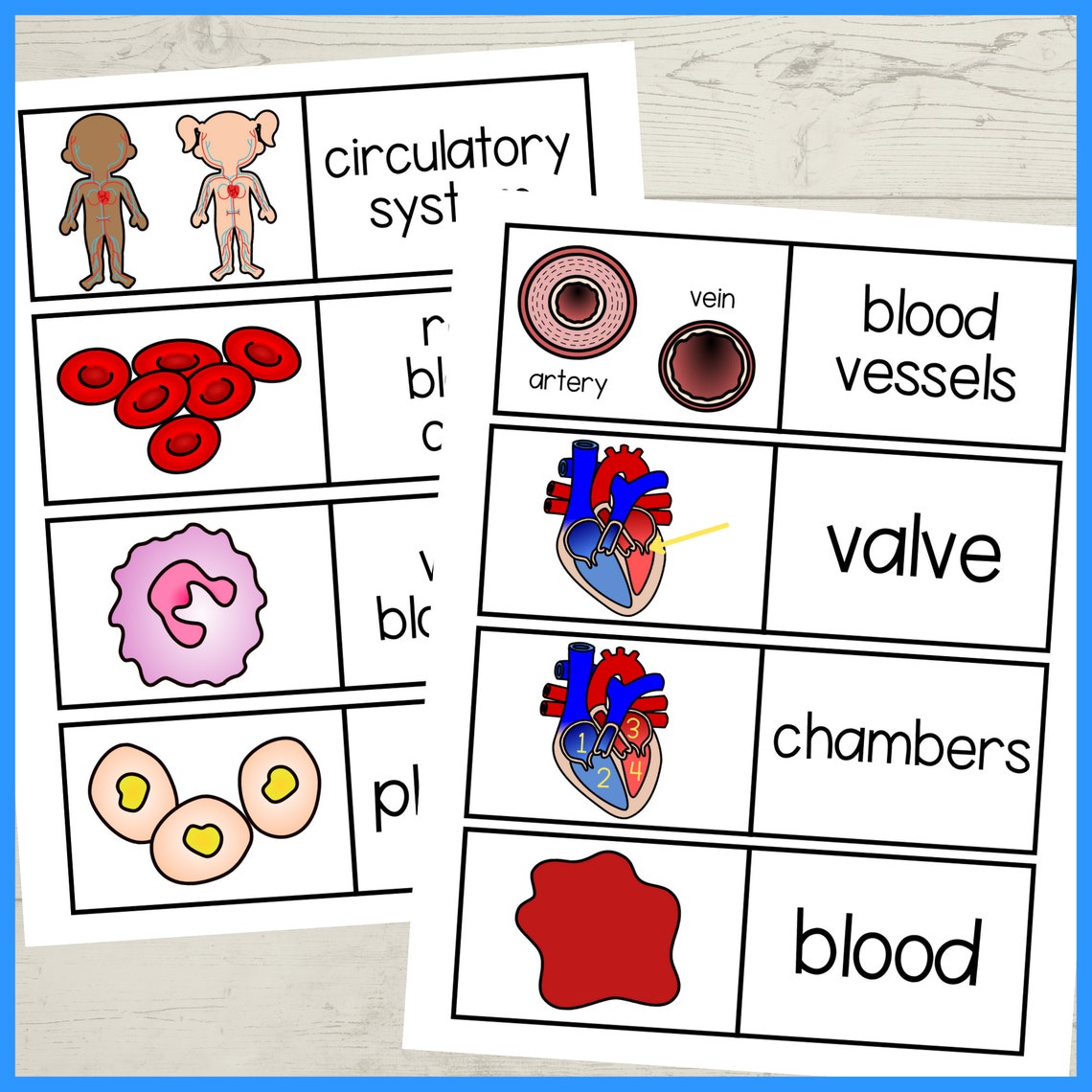 The Circulatory System Printable Foldouts and Worksheet Activity for ...