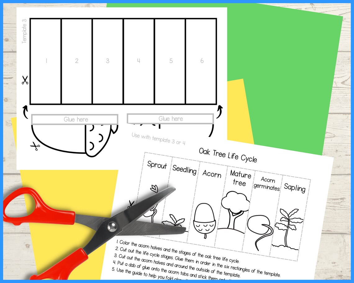 Oak Tree Life Cycle Acorn Foldable Science Foldout Craft A4 and US ...