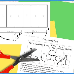 Oak Tree Life Cycle Acorn Foldable Science Foldout Craft A4 and US ...