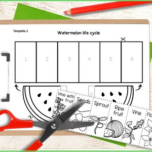 Life Cycle of a Watermelon Plant Foldable Kids' Craft | A4 and 11x8.5 ...