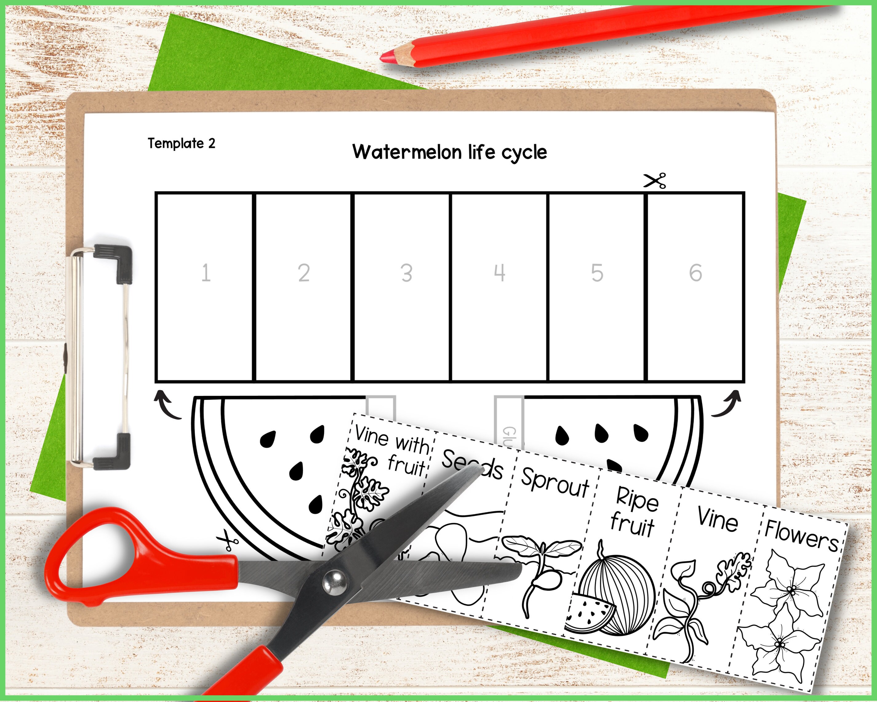 Life Cycle of a Watermelon Plant Foldable Kids' Craft | A4 and 11x8.5 ...