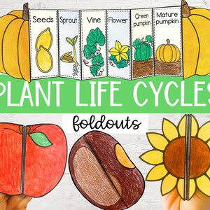 Plants Life Cycles Foldable Science Activities Apple Pumpkin - Etsy