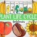 Plants Life Cycles Foldable Science Activities Apple Pumpkin Sunflower ...