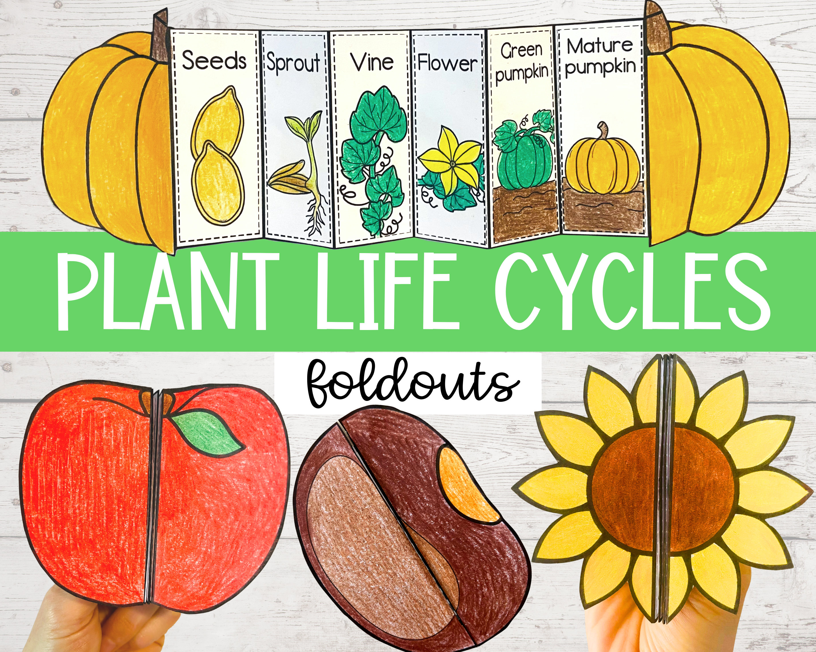 Plants Life Cycles Foldable Science Activities Apple Pumpkin Sunflower ...