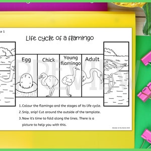 Life Cycle of a Flamingo Foldable Kids' Craft A4 and | Etsy